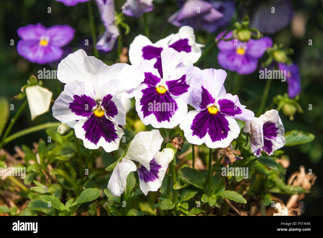Viola flower hi-res stock photography and images - Alamy