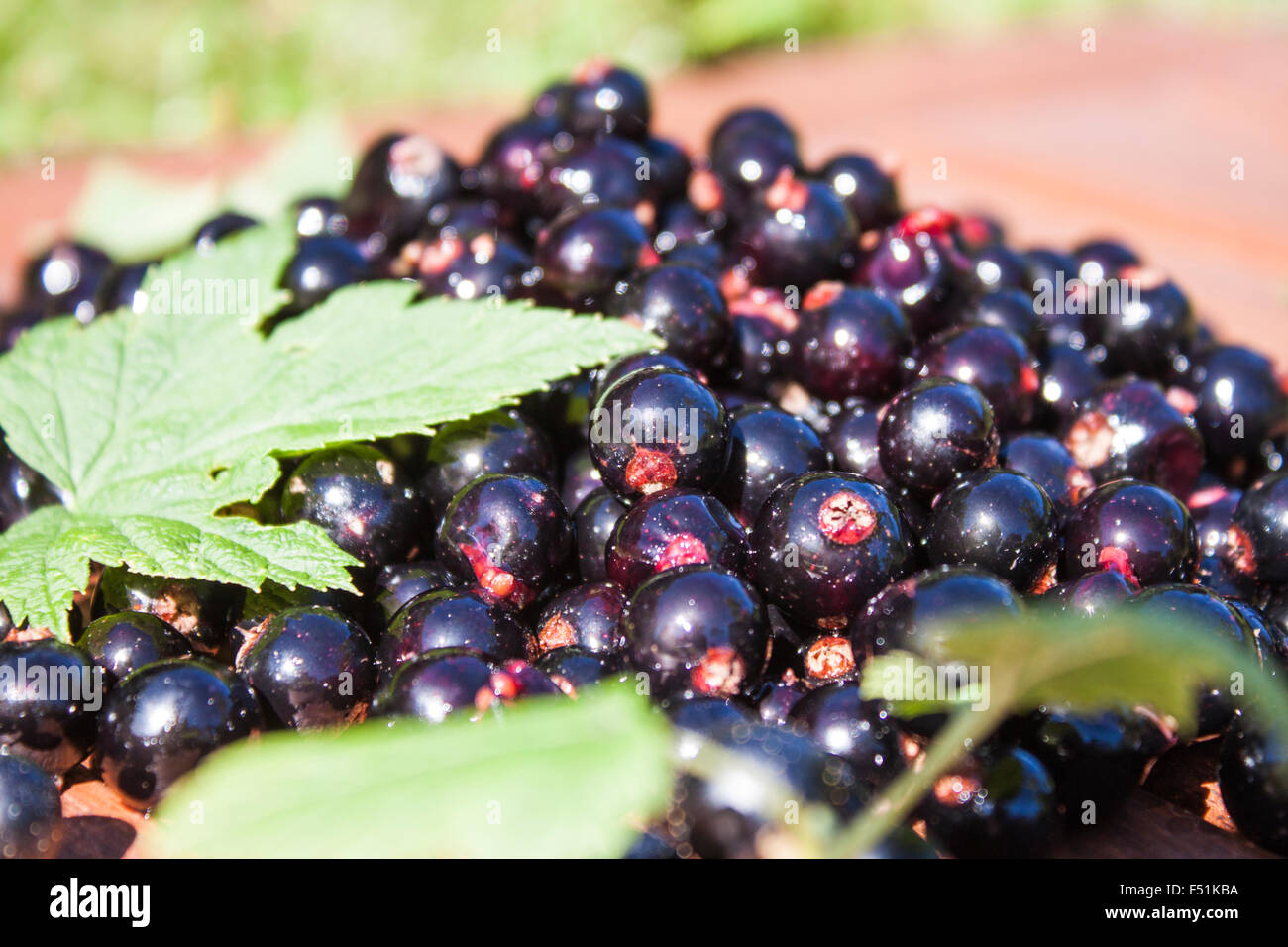 Currant blackcurrant hi-res stock photography and images - Alamy