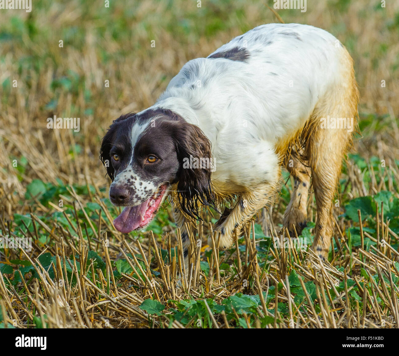 A young English Springer Spaniel dog running across a field Stock Photo ...