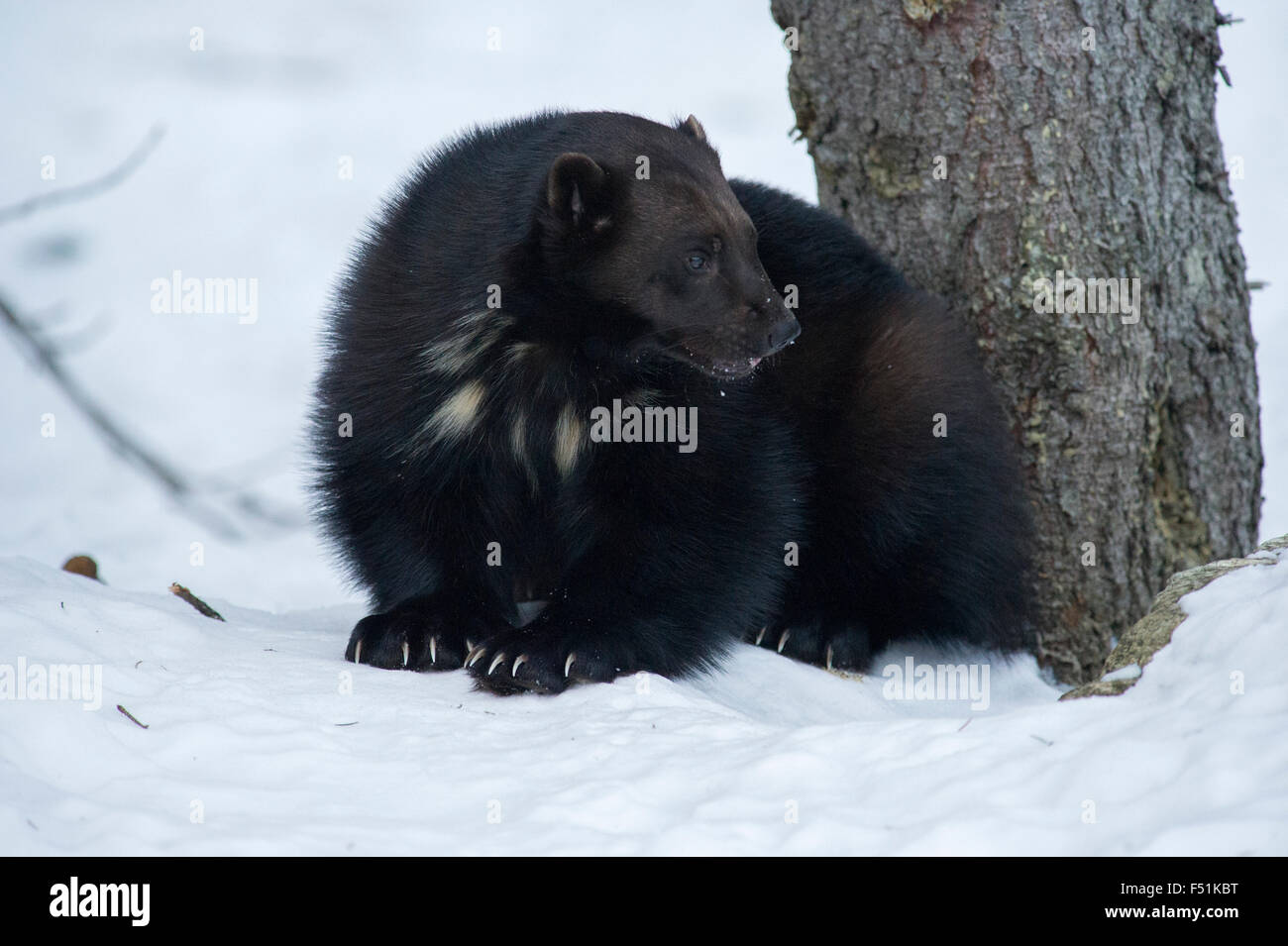 Wolverine claws hi-res stock photography and images - Alamy