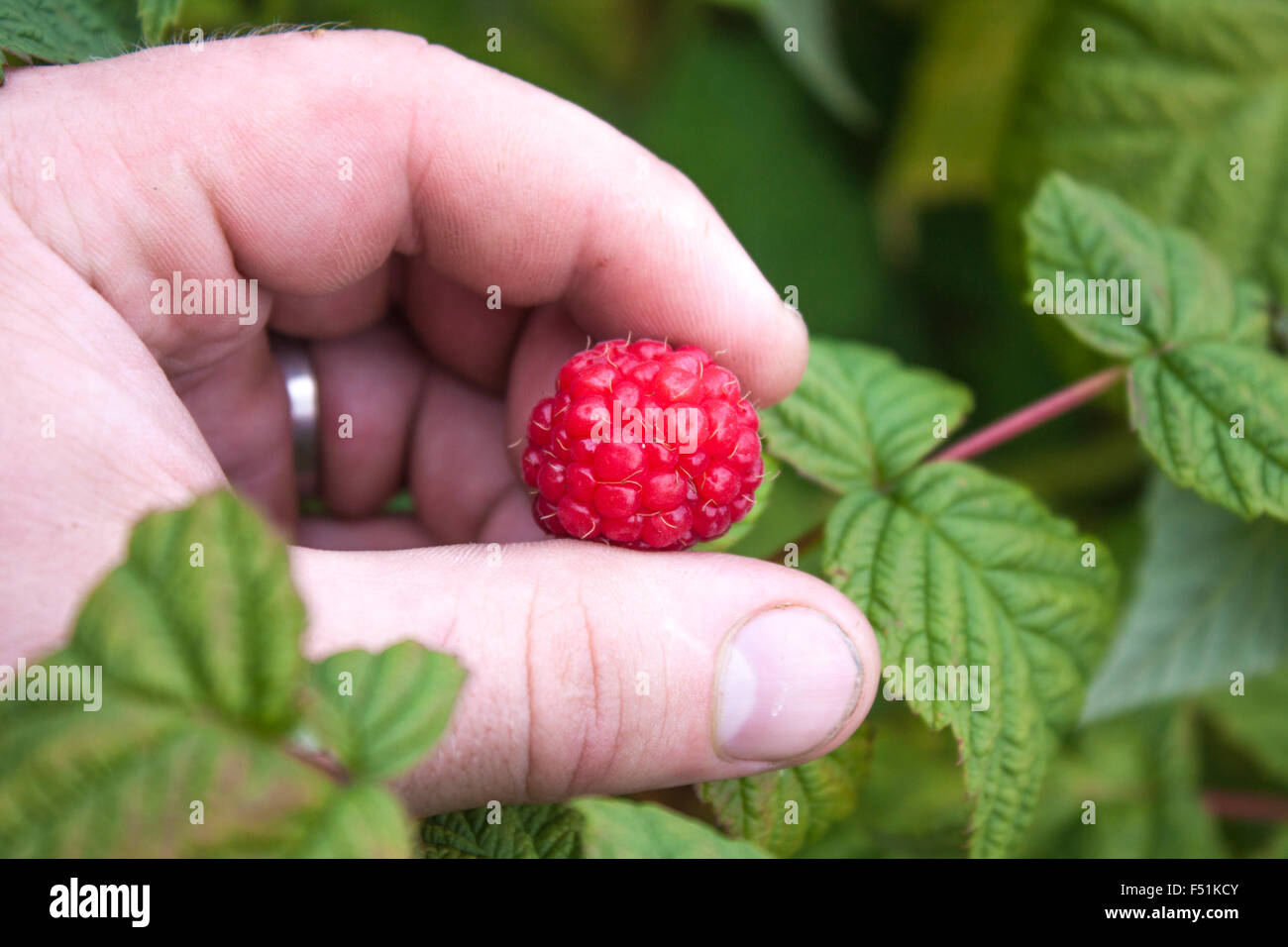 A man picking raspberries, from a Rubus idaeus bush Stock Photo - Alamy