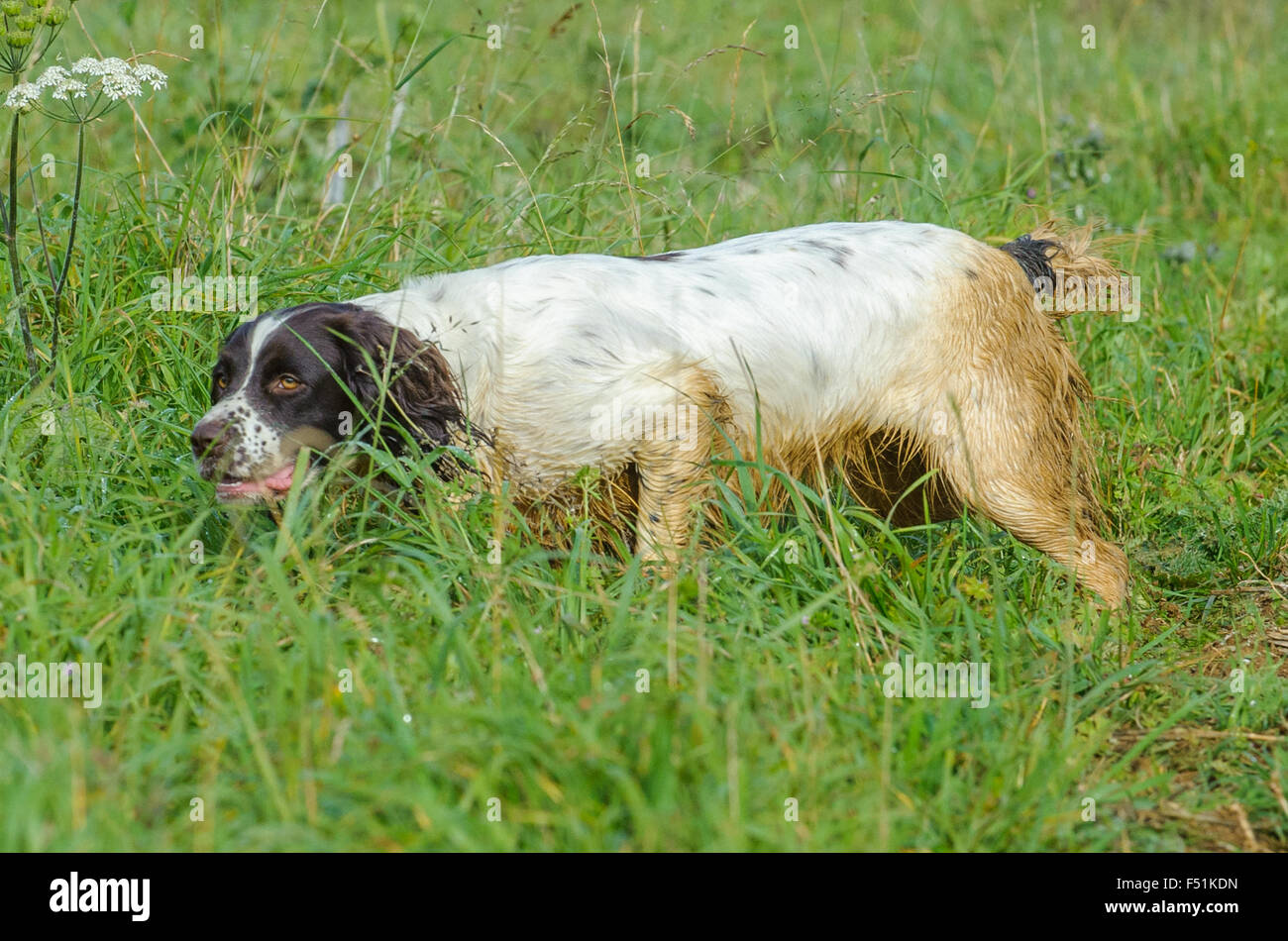 A muddy young English Springer Spaniel dog running in a grass field ...