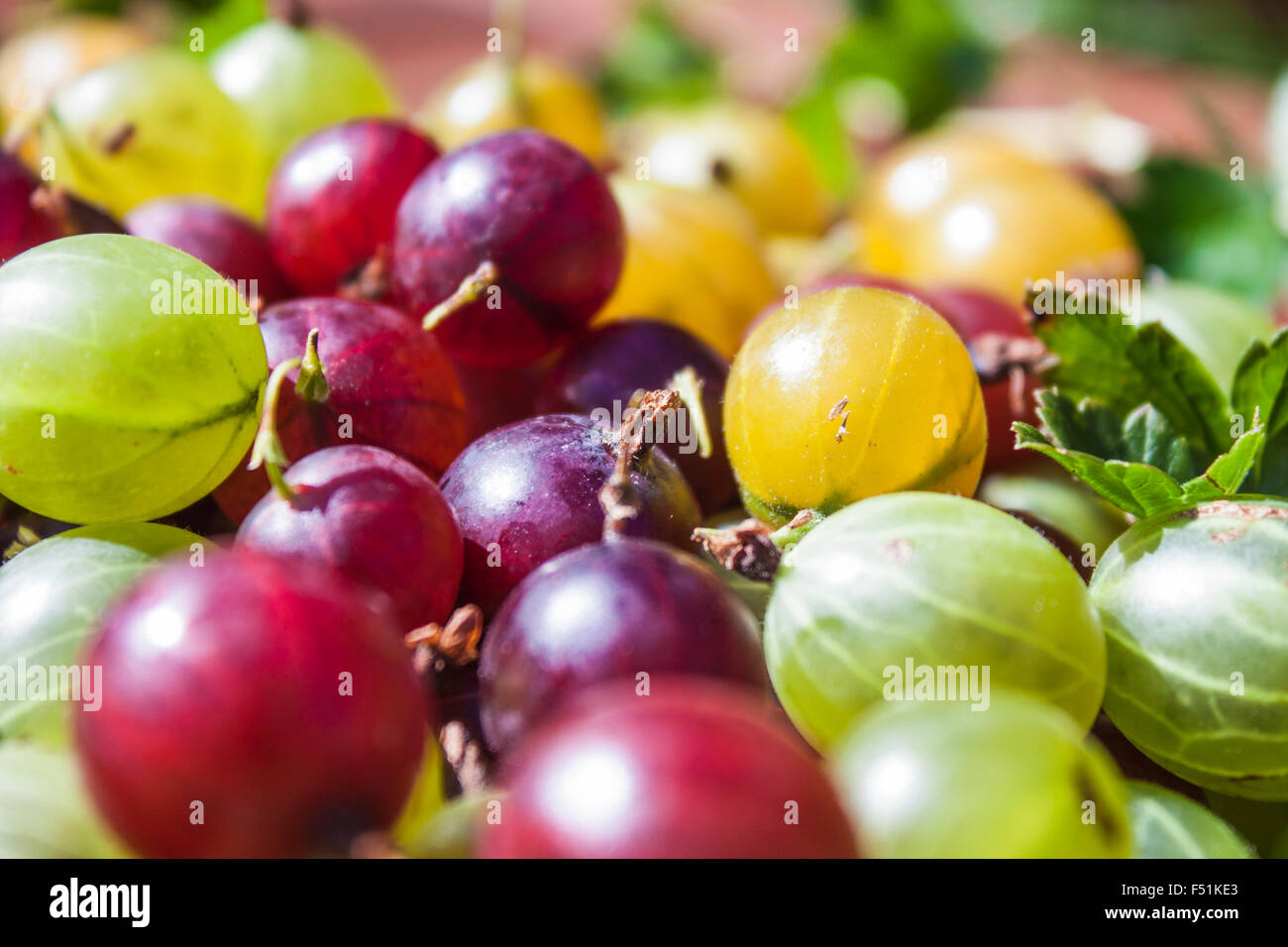 Yellow gooseberries hi-res stock photography and images - Alamy