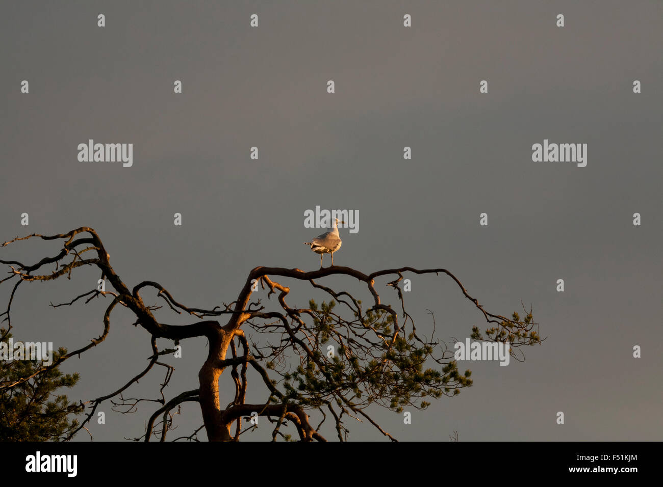 European herring gull (Larus argentatus) sitting on pine, morning light ...