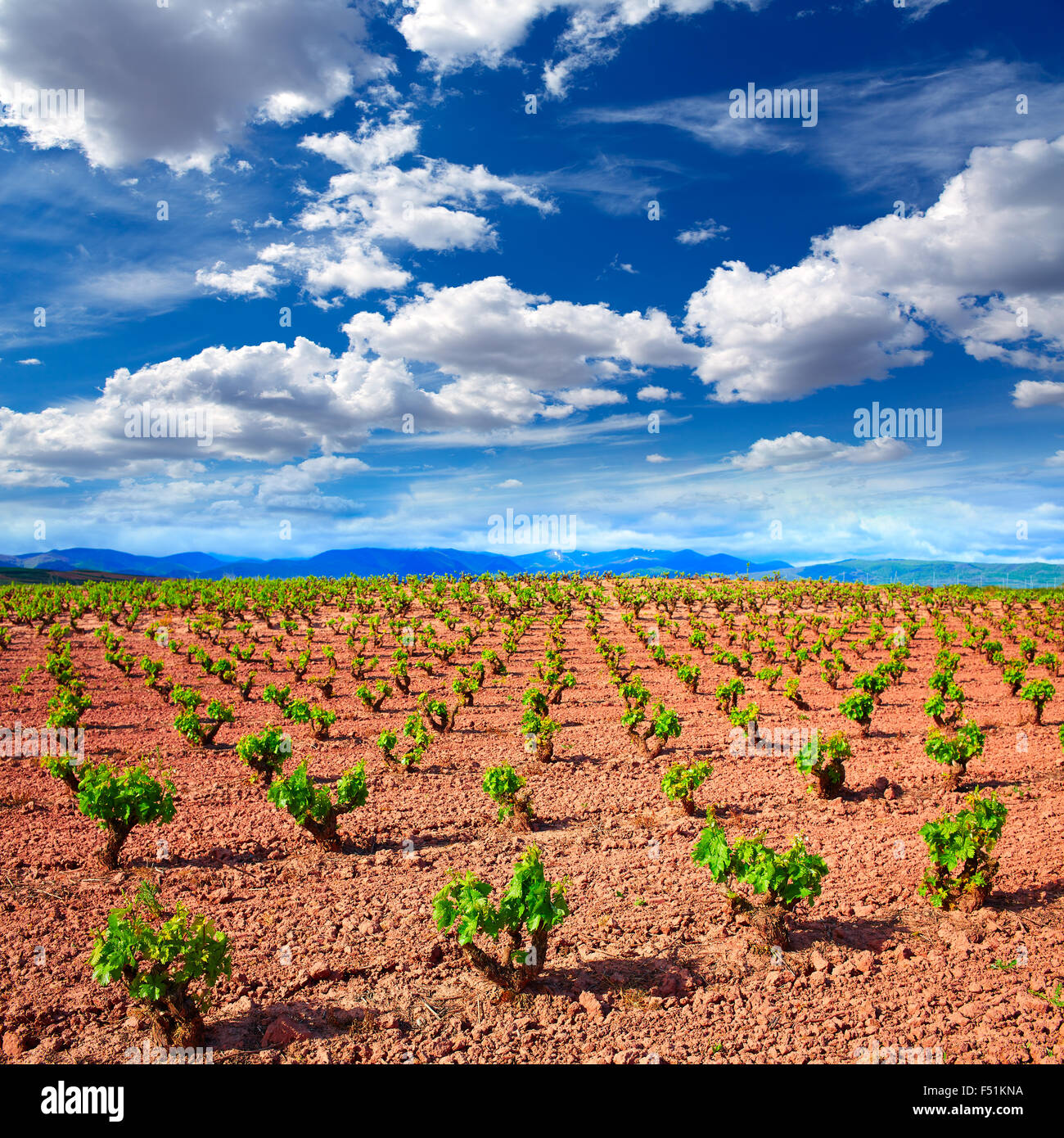 La Rioja vineyard fields by The Way of Saint James in Logrono Stock ...