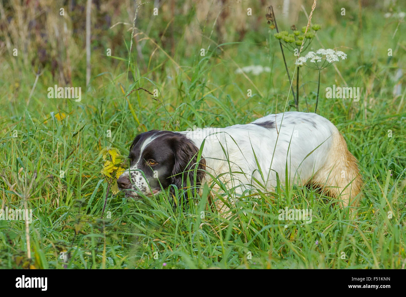 Springer Spaniel Muddy High Resolution Stock Photography and Images - Alamy