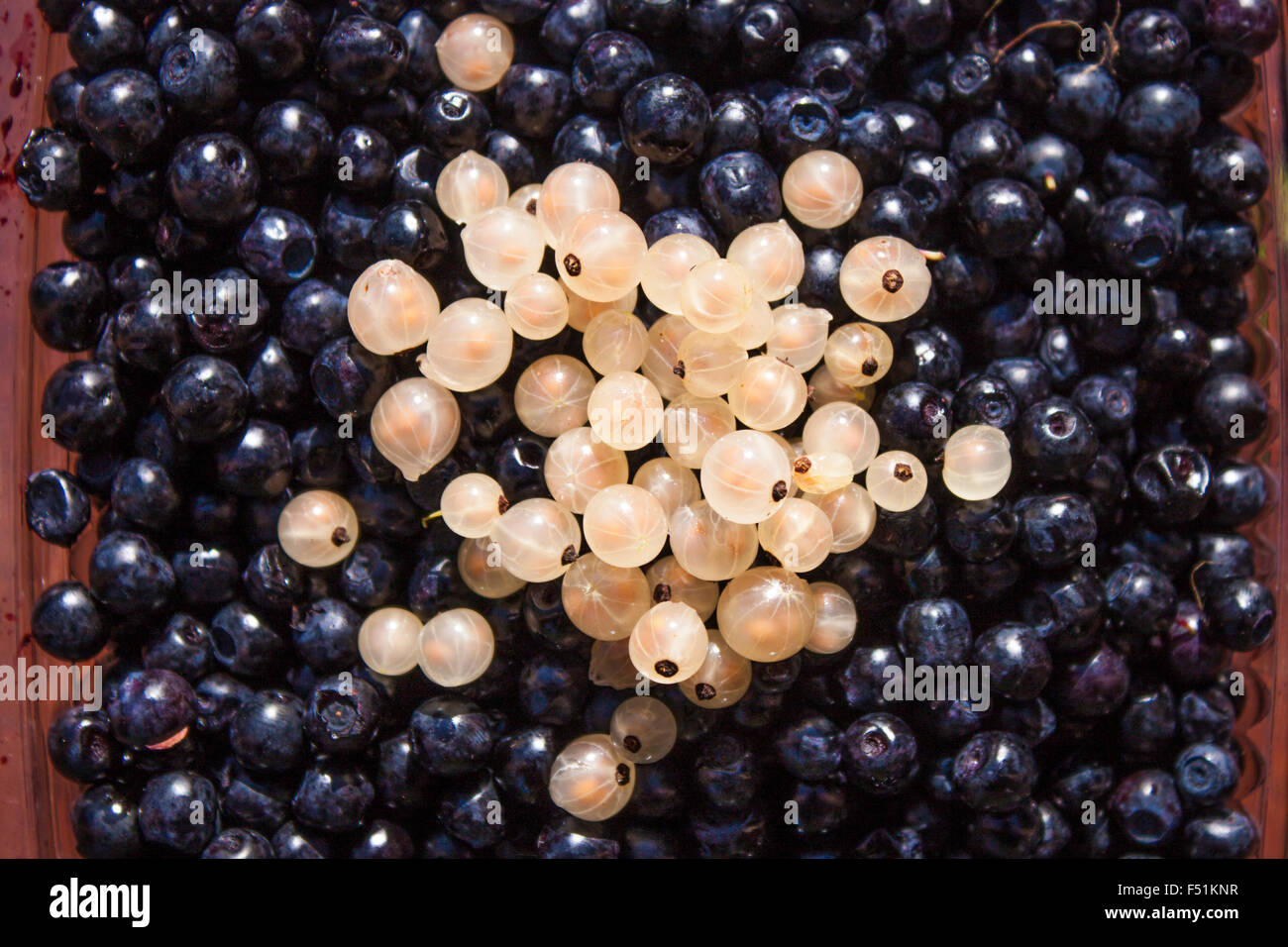 White currant, ribes alba on blueberries, Vaccinium myrtillus Stock ...