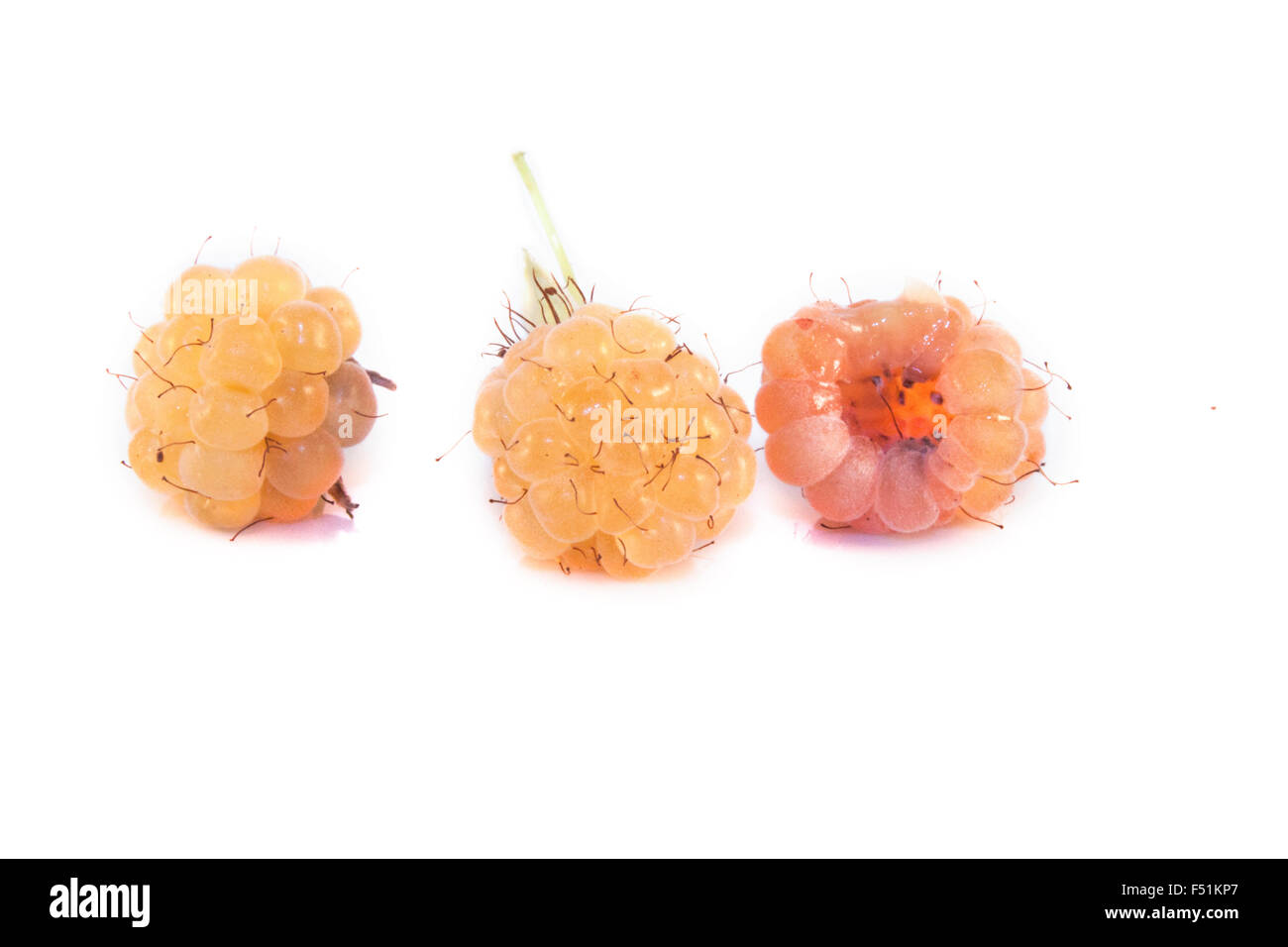 Tree yellow raspberries, Rubus idaeus, isolated on white background ...
