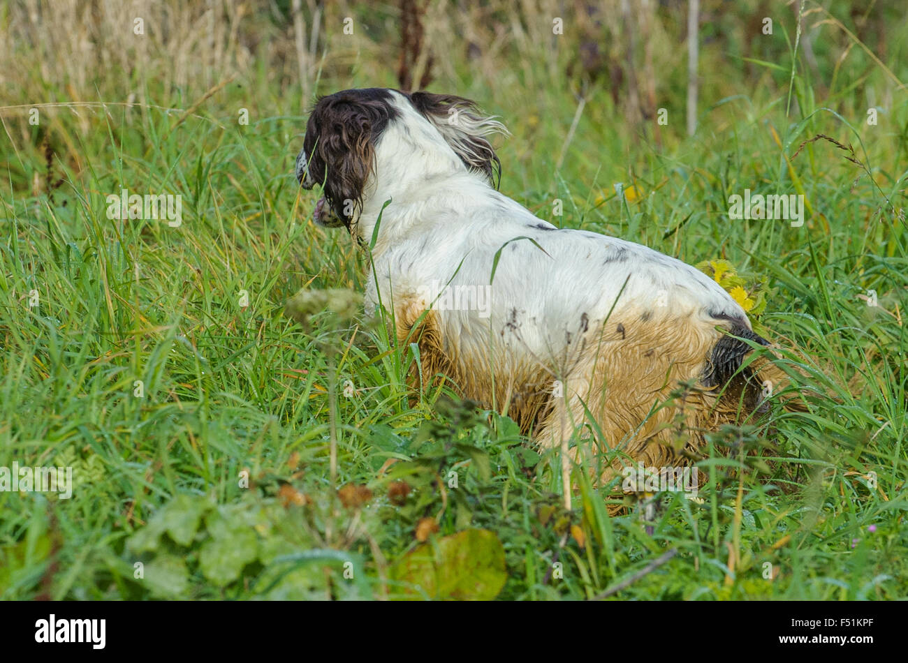 Springer Spaniel Muddy High Resolution Stock Photography and Images - Alamy