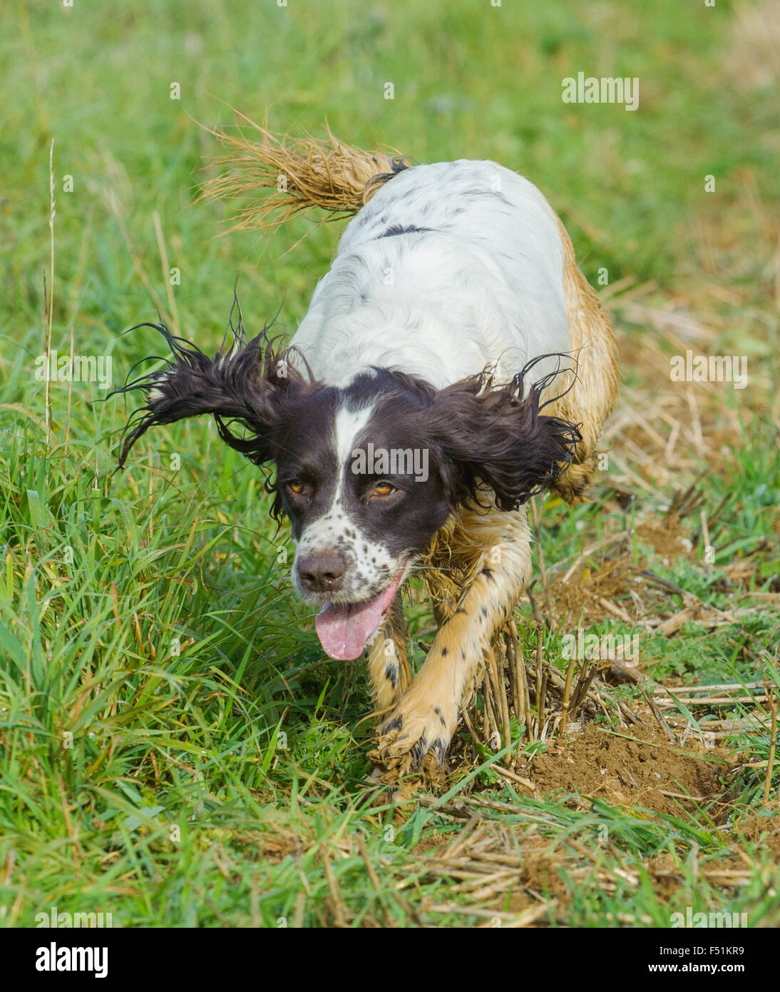 A muddy young English Springer Spaniel dog running in a grass field ...