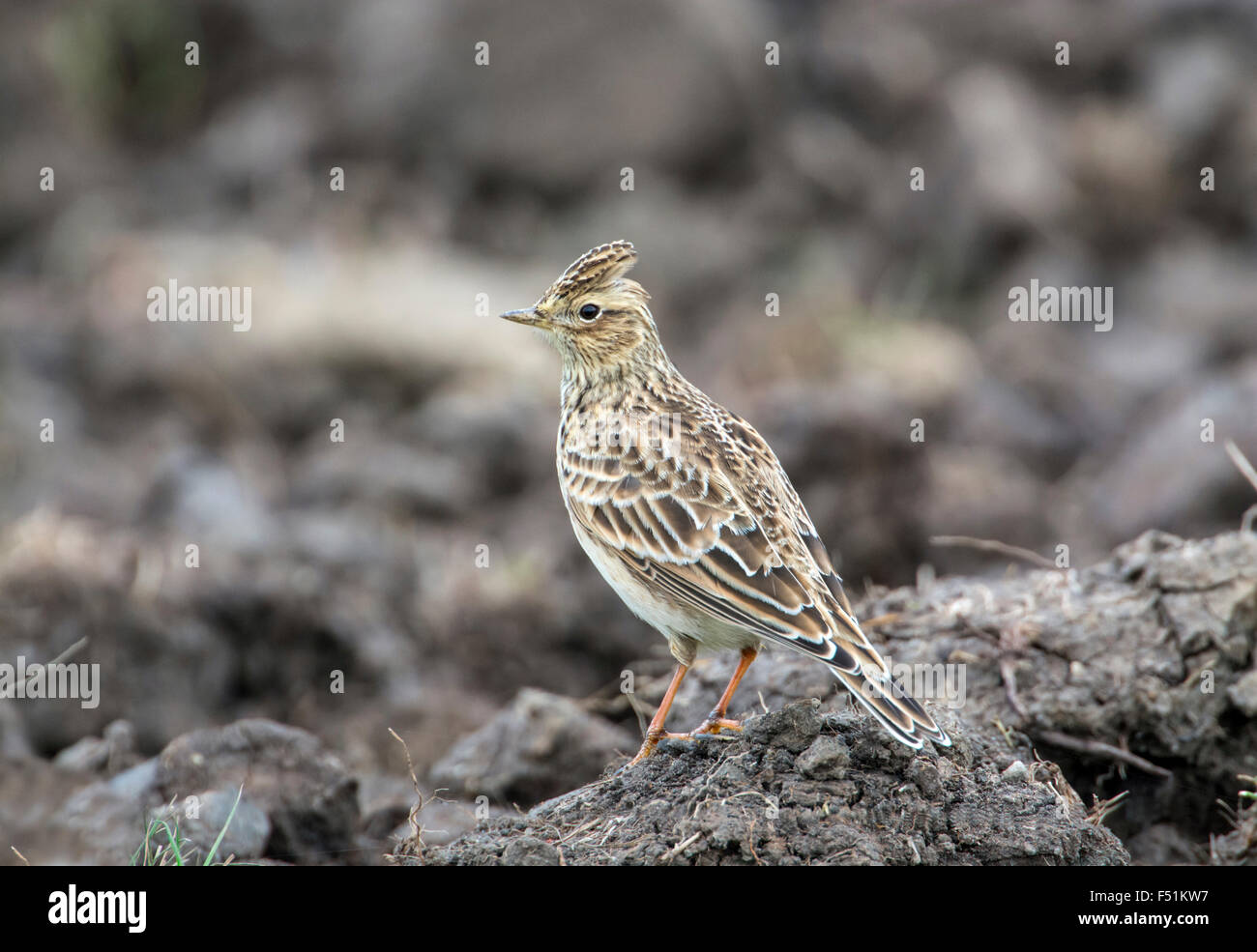 Skylark (Alauda arvensis) in a ploughed field Stock Photo - Alamy