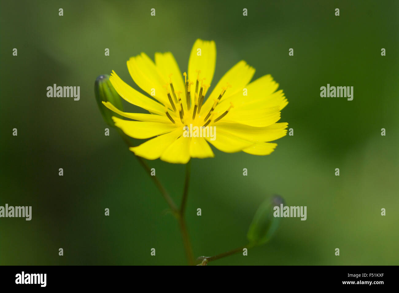flower of Youngia Stock Photo - Alamy