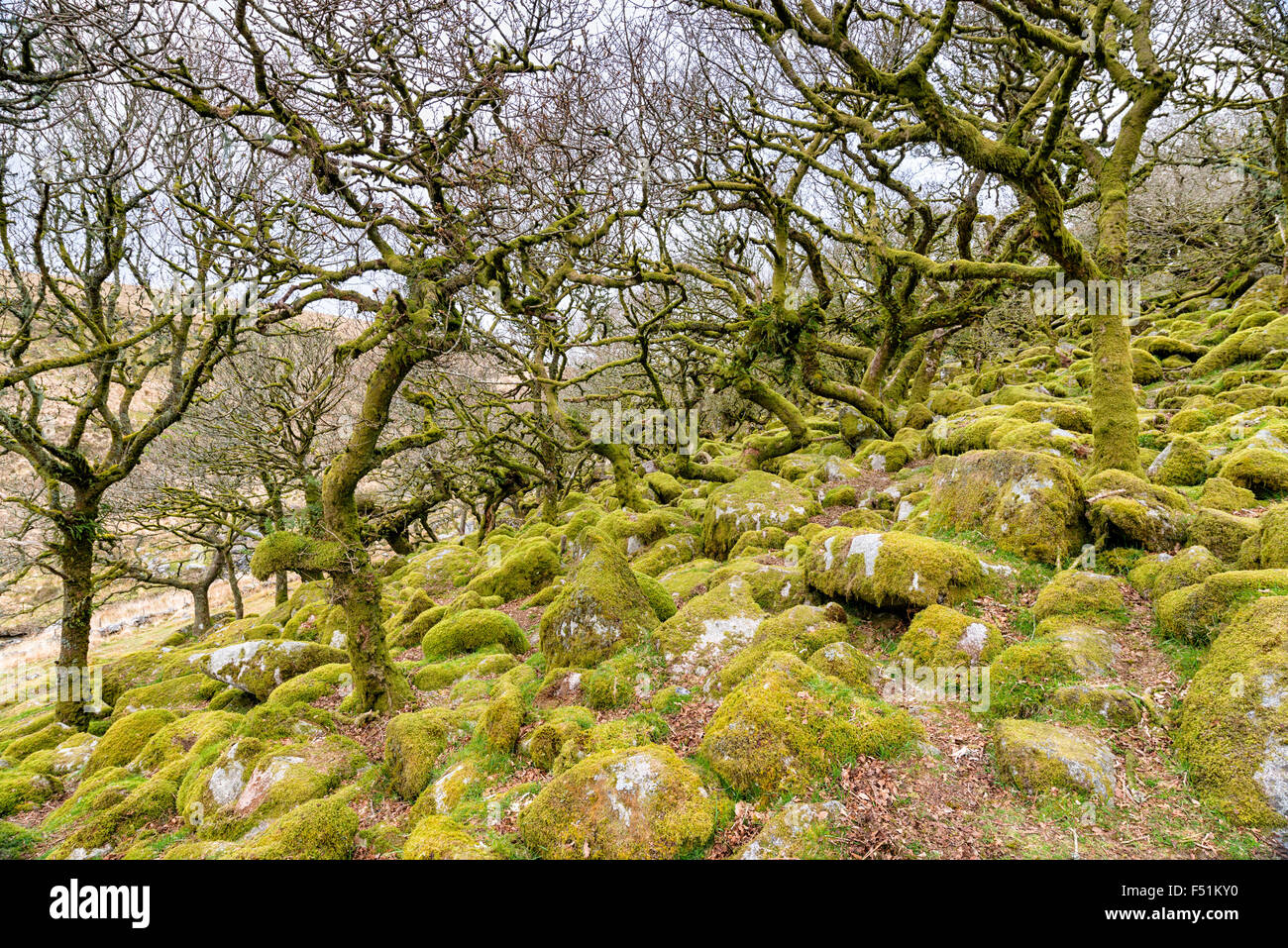 Stunted oak trees hi-res stock photography and images - Alamy