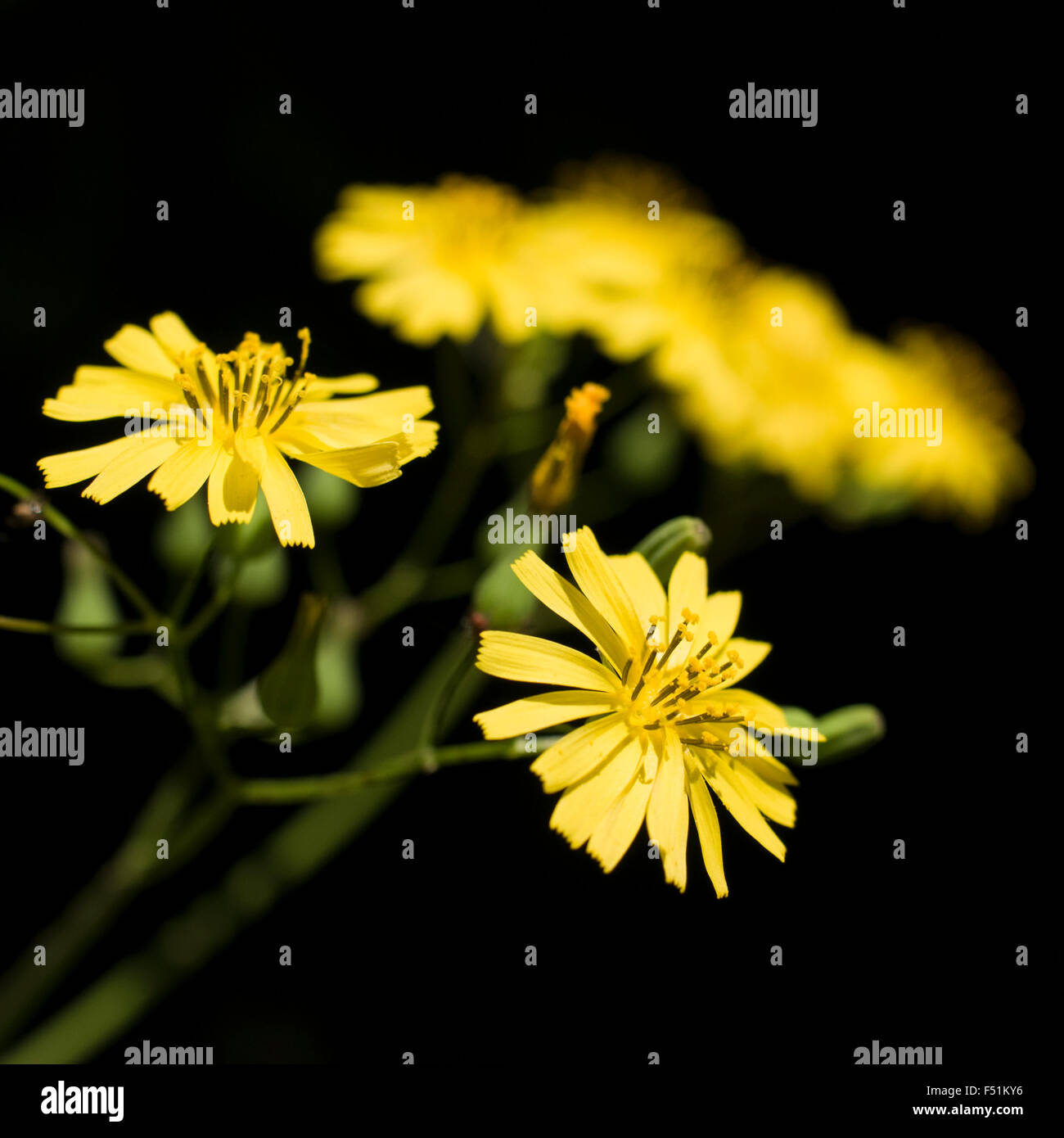 flower of Youngia Stock Photo - Alamy