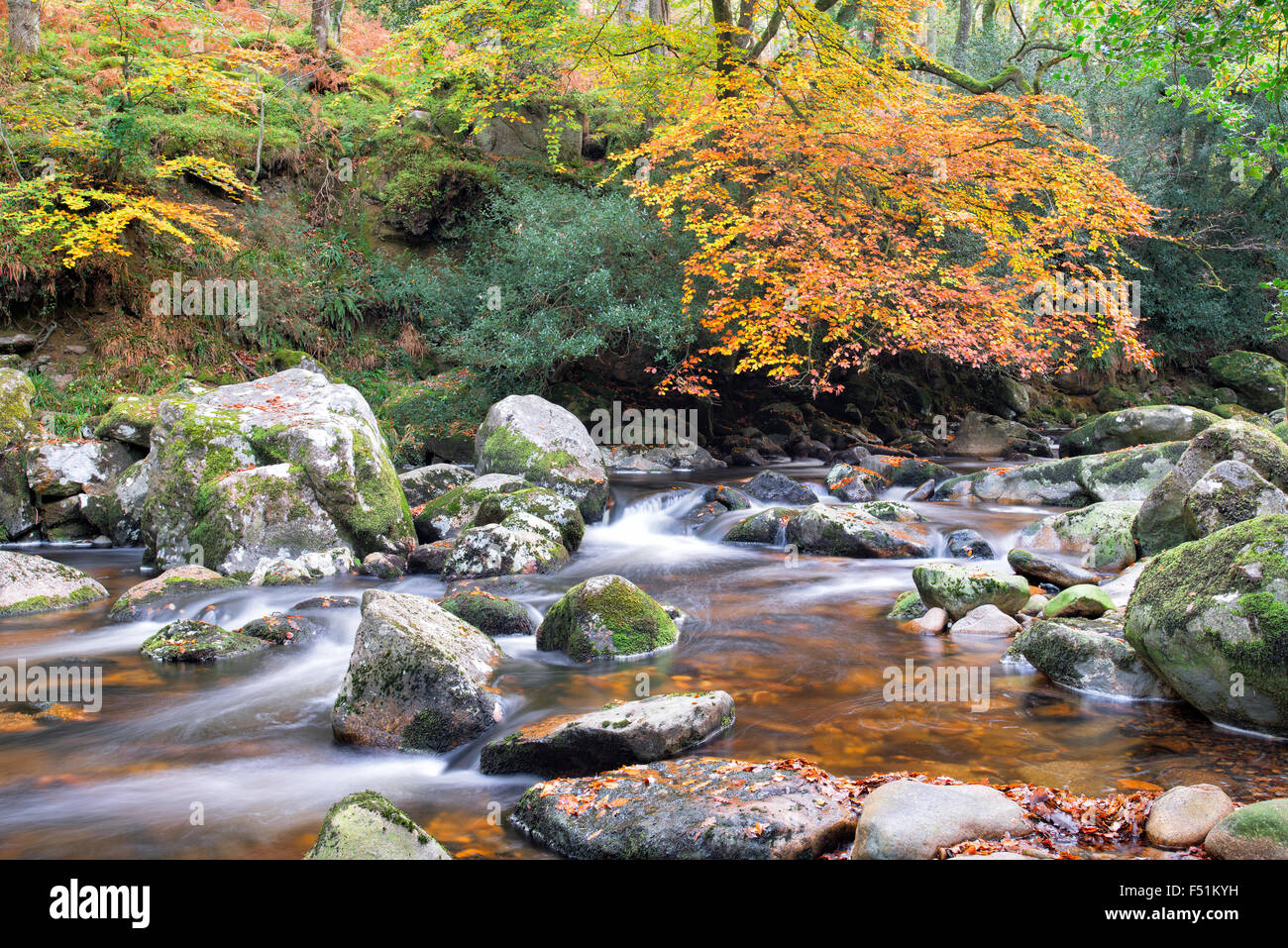 The river Plym flowing through beautiful Autumn woodland at Dewerstone ...