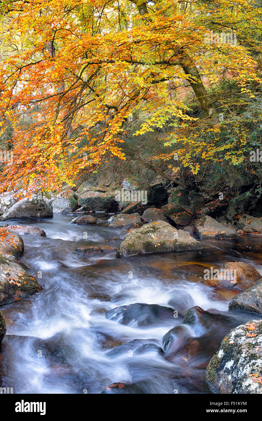 The river Plym cascading over rocks at Dewerstone Woods on Dartmoor in ...