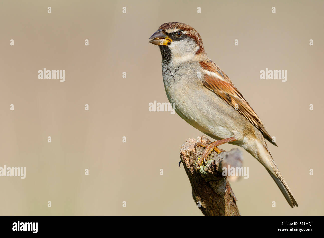Italian sparrow hi-res stock photography and images - Alamy