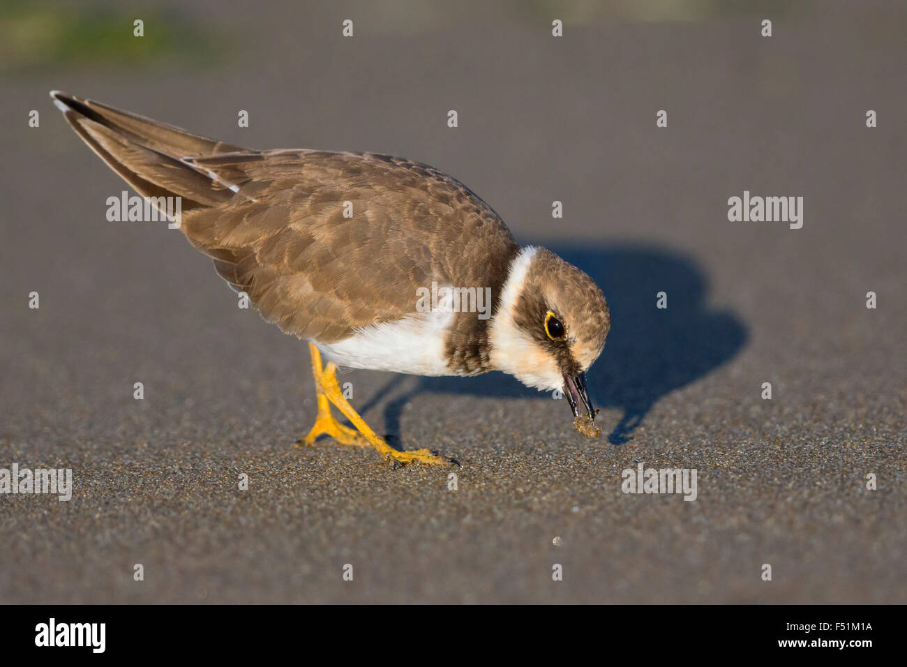 Little Ringed Plover, Juvenile feeding on a worm, Campania, Italy ...