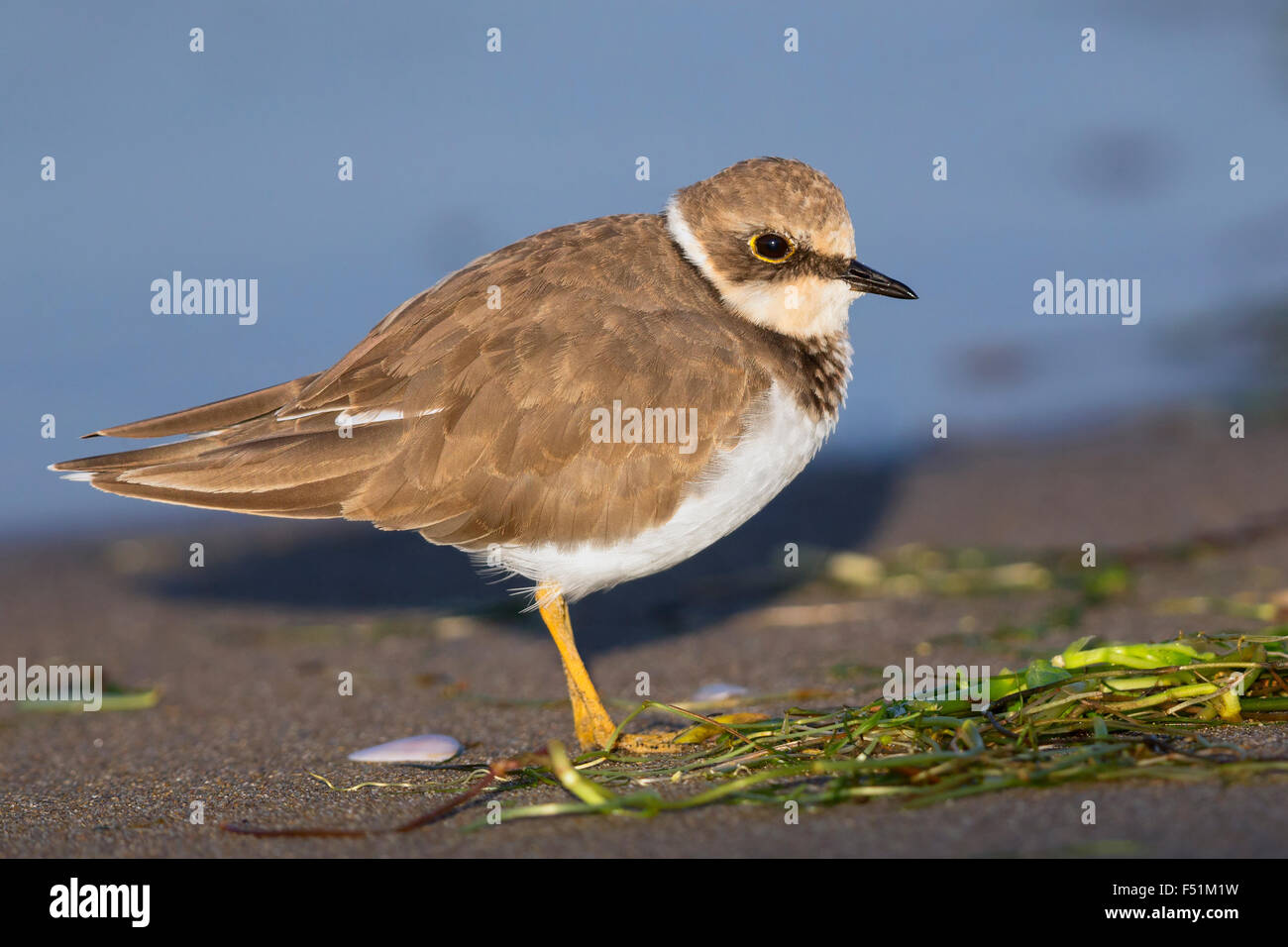 Little Ringed Plover, Juvenile standing on the beach, Campania, Italy ...