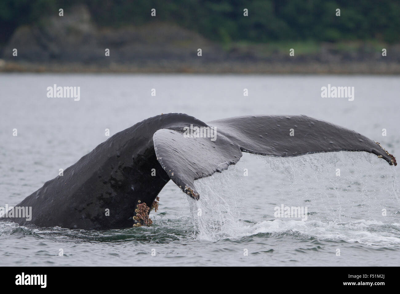 Humpback Whale tail flukes in Alaskan waters Stock Photo - Alamy