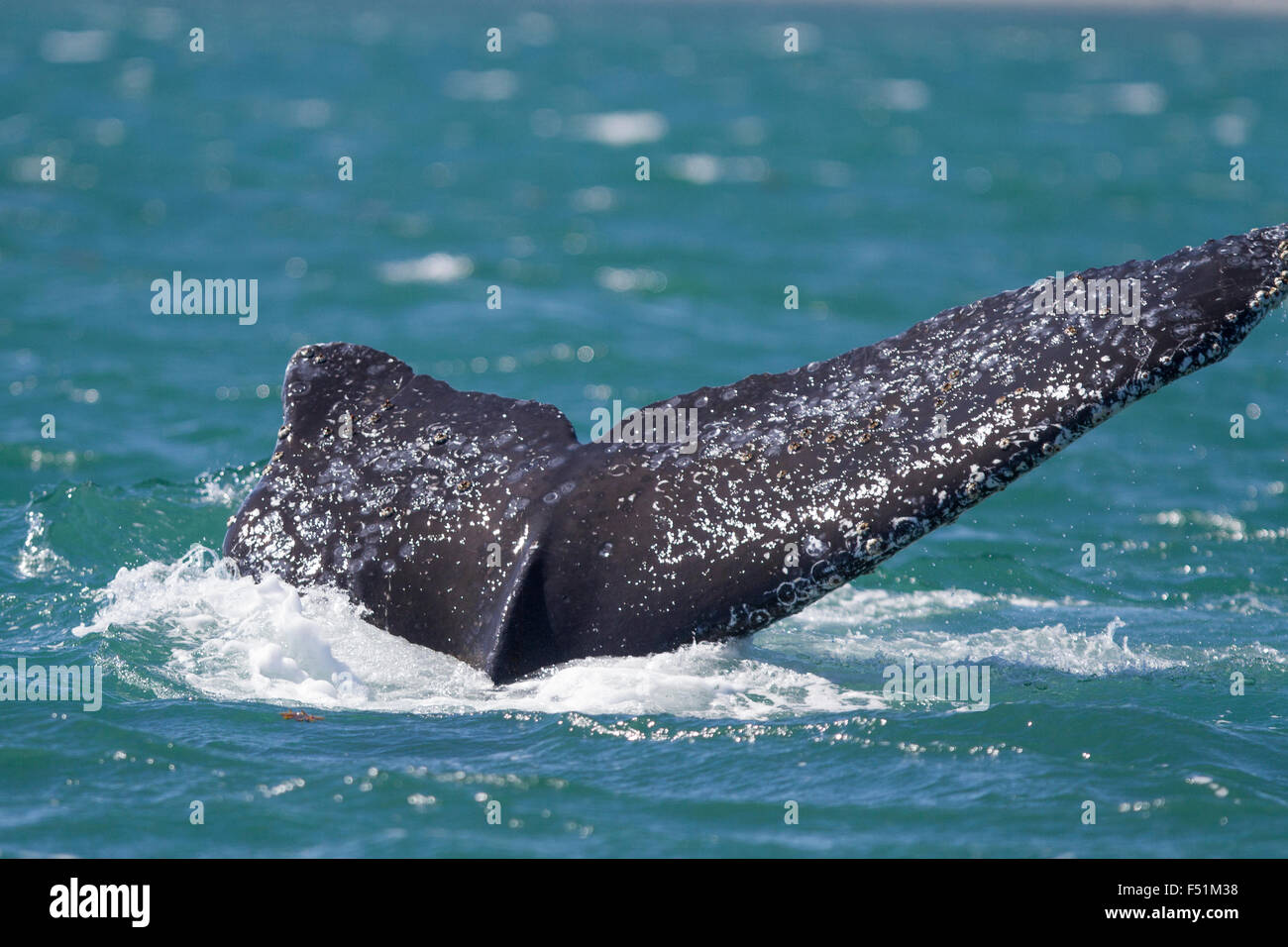 Humpback Whale tail flukes in Alaskan waters Stock Photo - Alamy