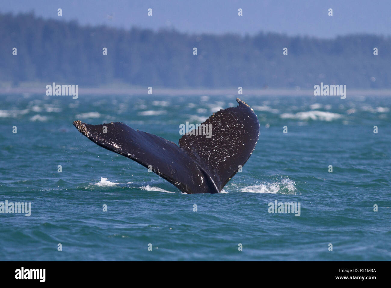 Humpback Whale tail flukes in Alaskan waters Stock Photo - Alamy