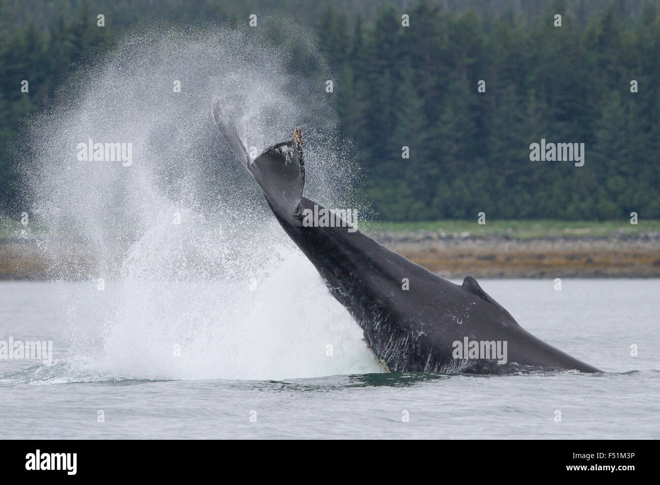 Humpback Whale lob-tailing in Alaskan waters Stock Photo - Alamy