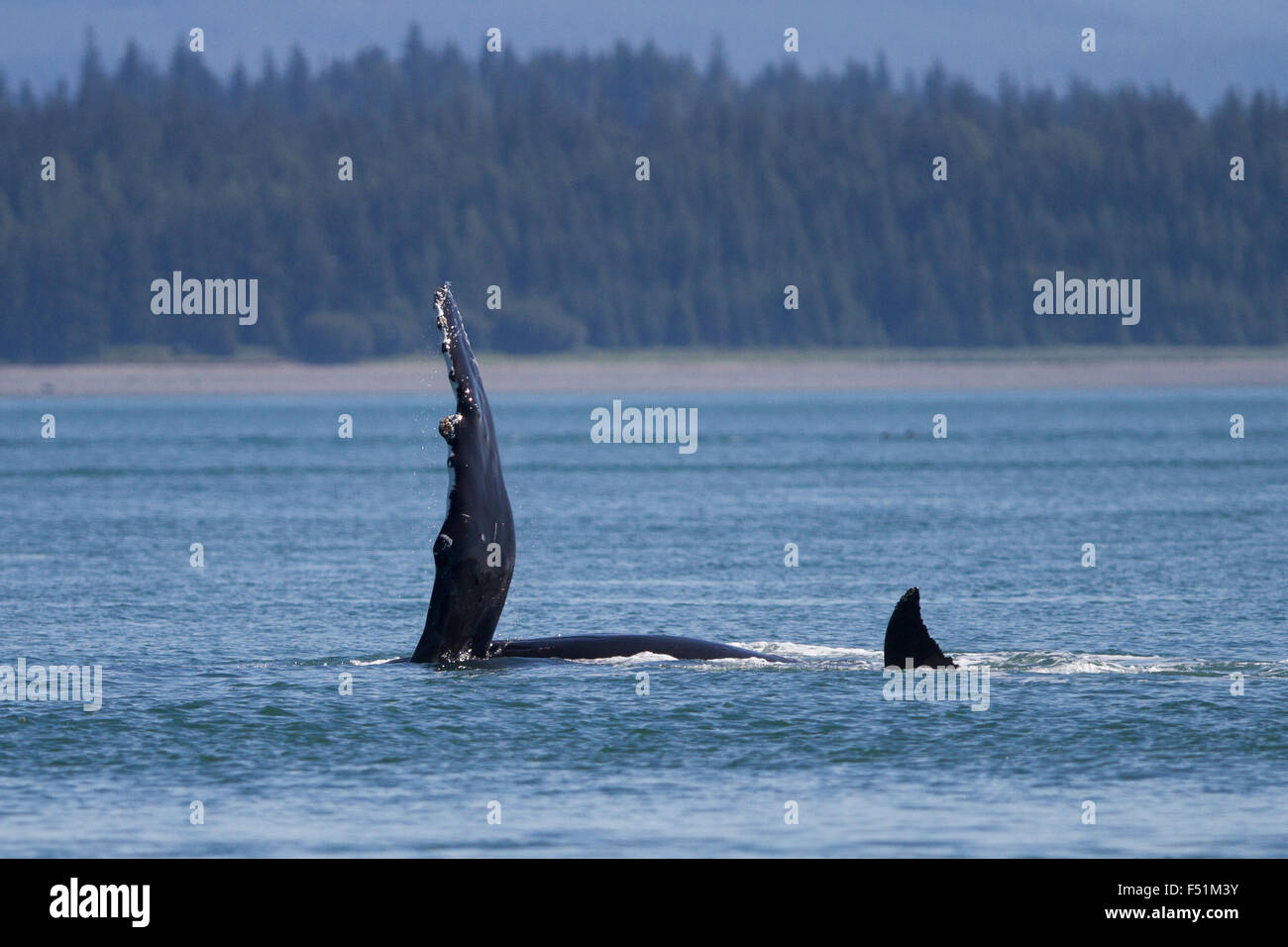 Humpback Whale pectoral fin-slapping in Alaskan waters Stock Photo - Alamy
