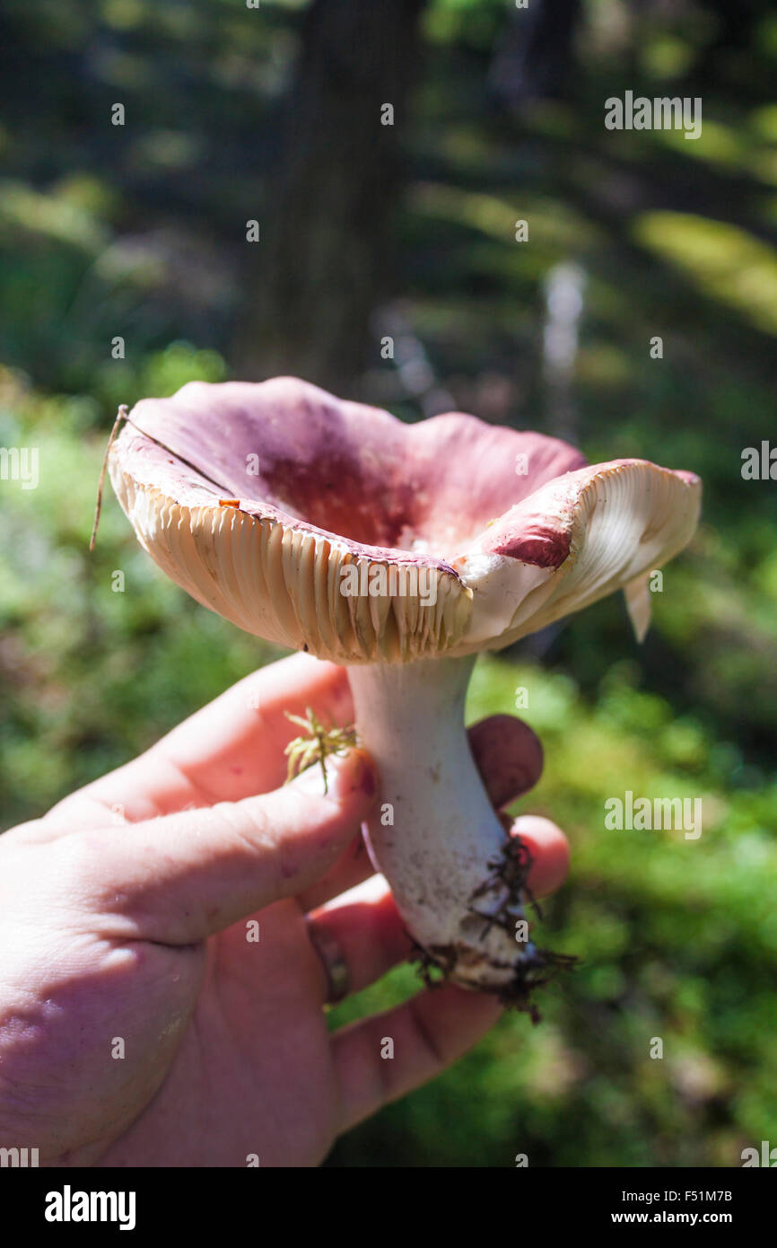 Saffron milk cap mushroom hi-res stock photography and images - Alamy