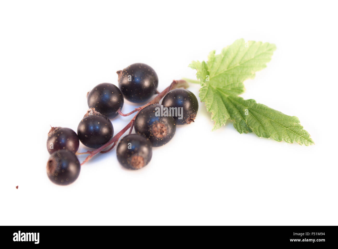 Ribes nigrum, black currant, isolated on white background Stock Photo ...