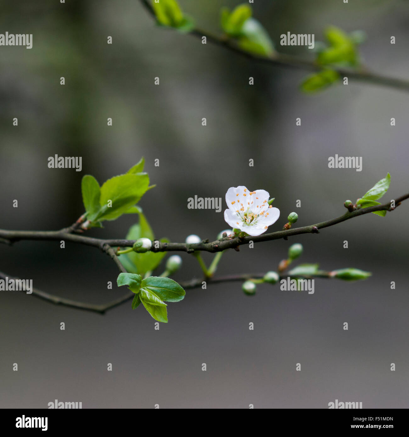 flower of plum Stock Photo - Alamy