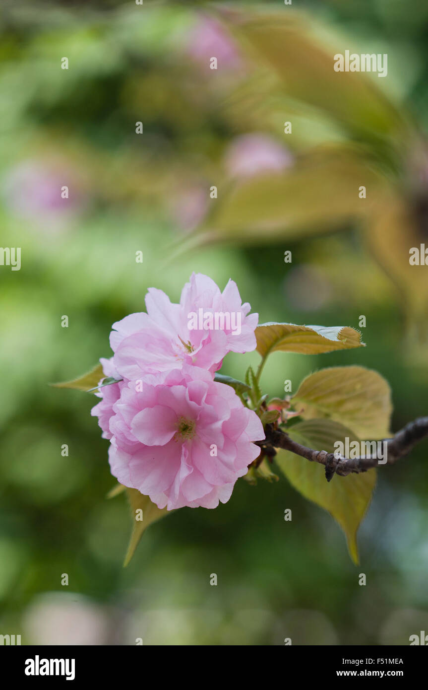 Red sakura flowers hi-res stock photography and images - Alamy
