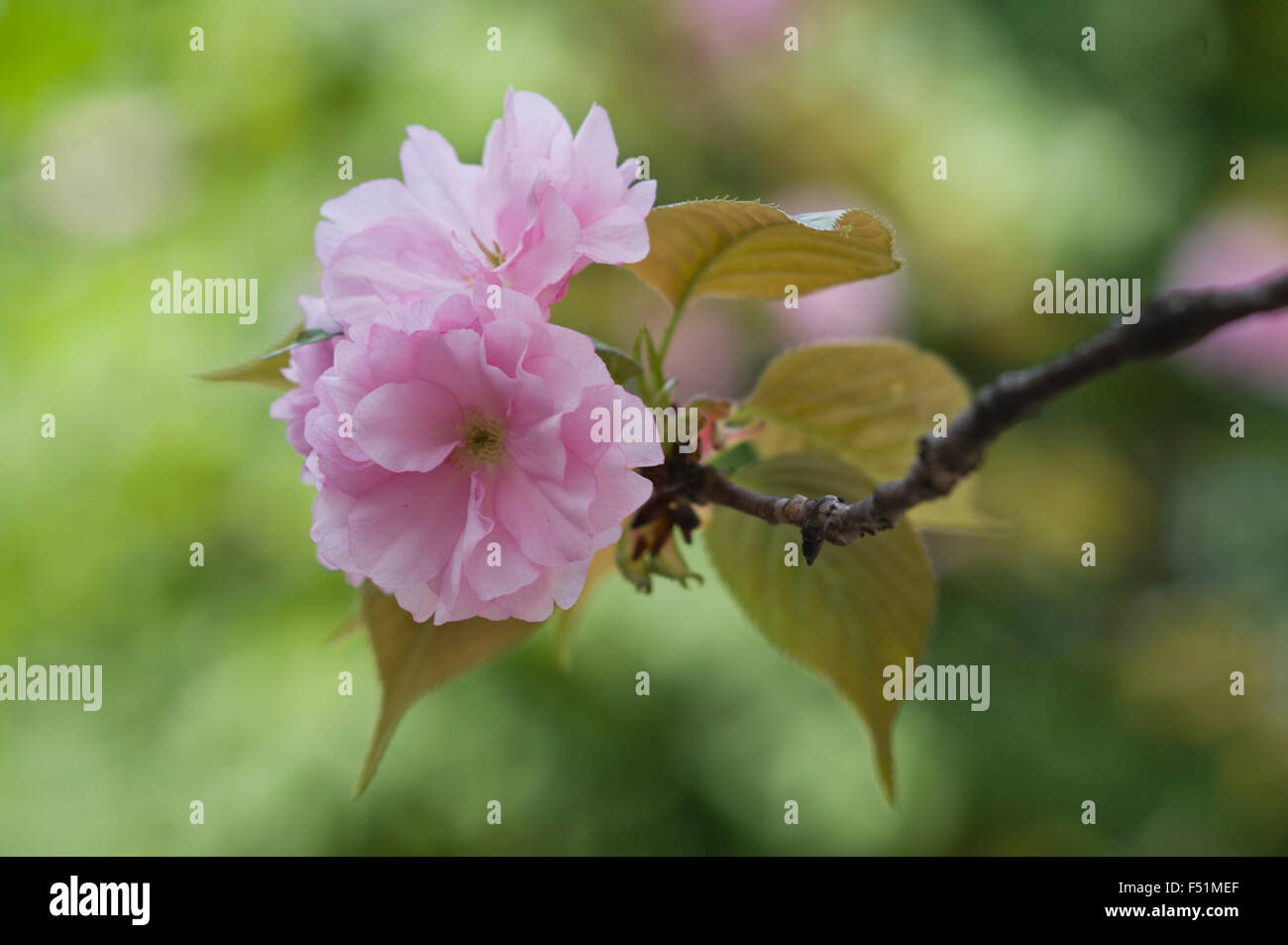 Red sakura flowers hi-res stock photography and images - Alamy