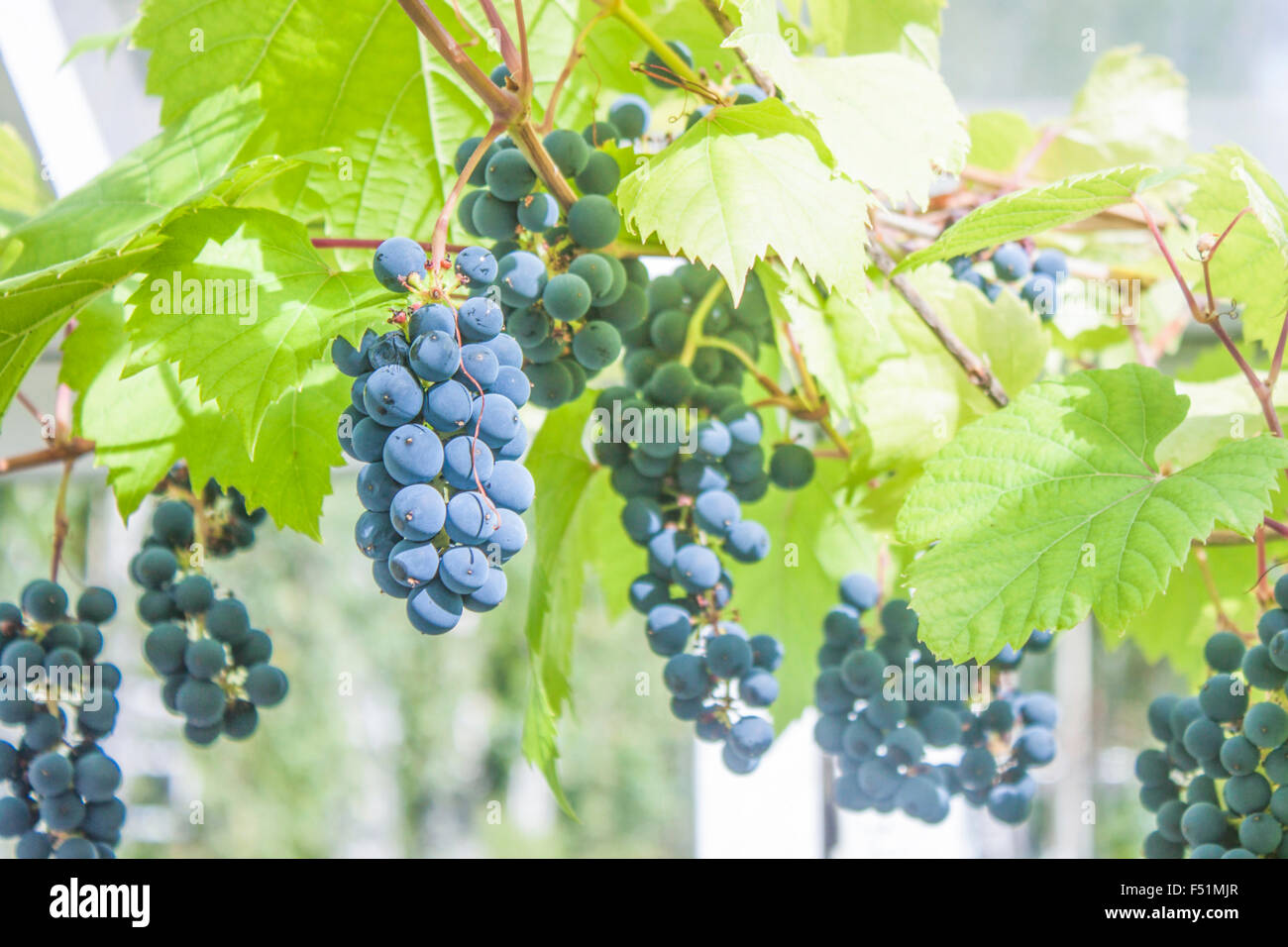 Grape plant hanging from the top of a greenhouse Stock Photo - Alamy