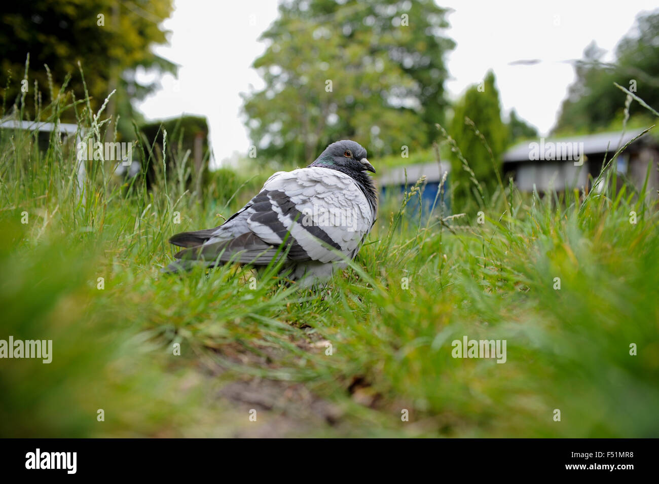 Lost homing pigeon hi-res stock photography and images - Alamy