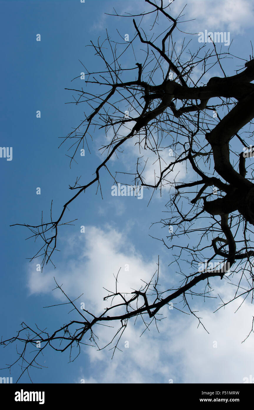 Cucoloris hi-res stock photography and images - Alamy