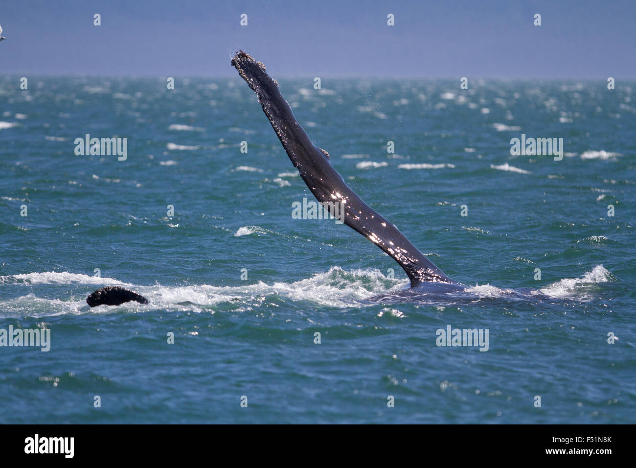 Humpback whale pectoral hi-res stock photography and images - Alamy