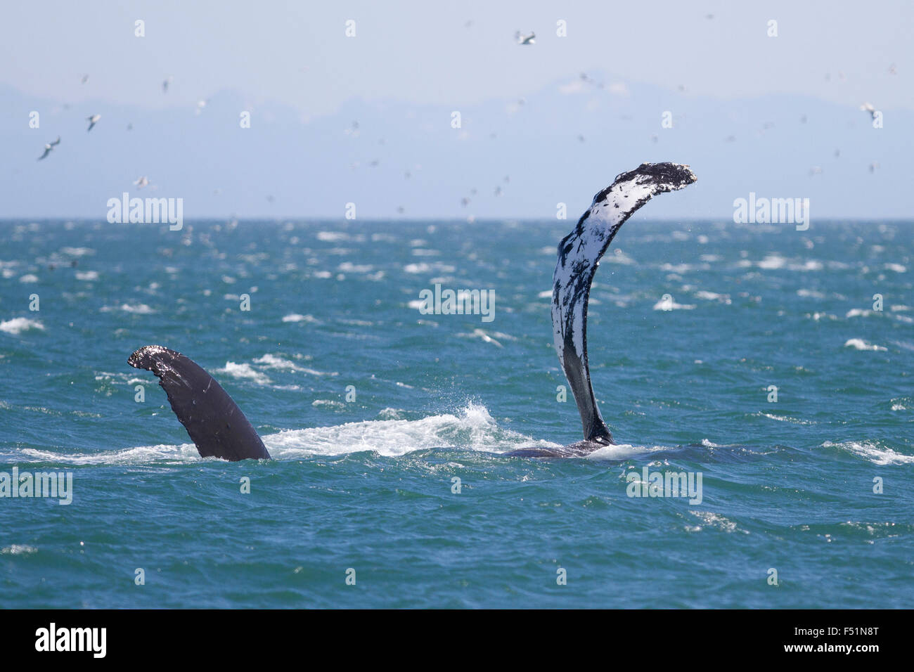 Pectoral slapping hi-res stock photography and images - Alamy
