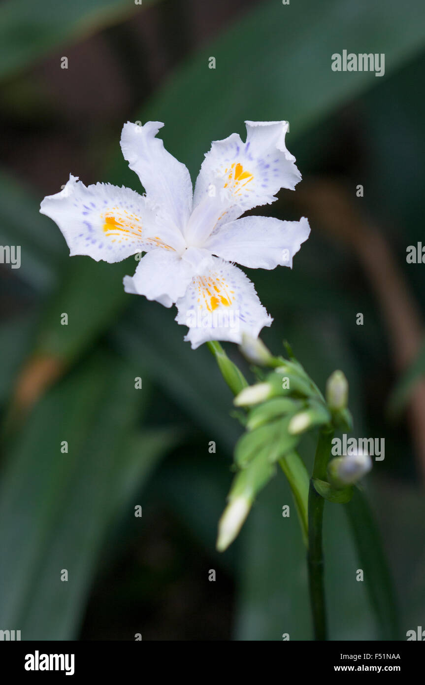 Iris Japonica Stock Photos & Iris Japonica Stock Images - Alamy