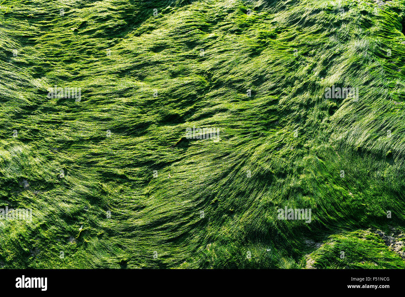 Plants growing on a wave breaker Stock Photo - Alamy