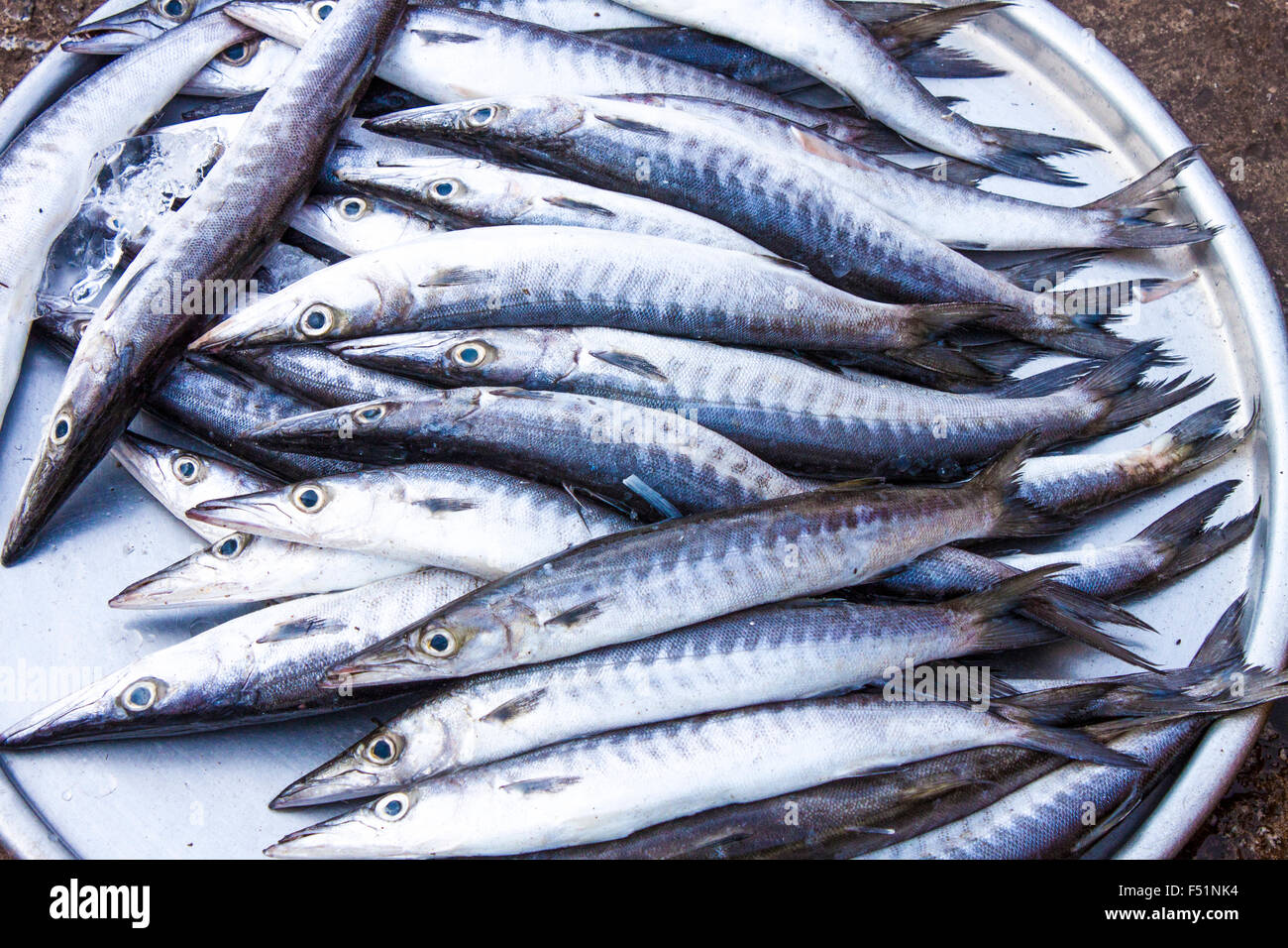 Grey fish hi-res stock photography and images - Alamy