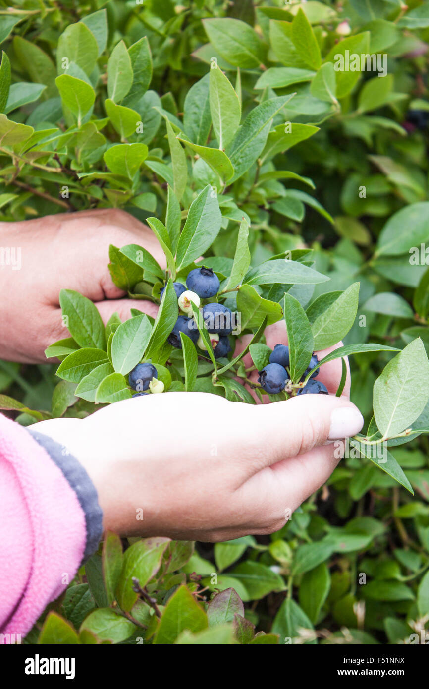 A woman in pink, picking huckleberries, vaccinium corymbosum, at a bush ...