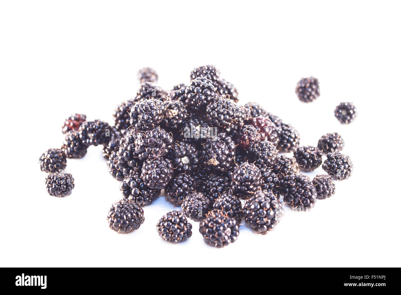 Rubus fruticosus, blackberry or bramble, isolated on white background ...