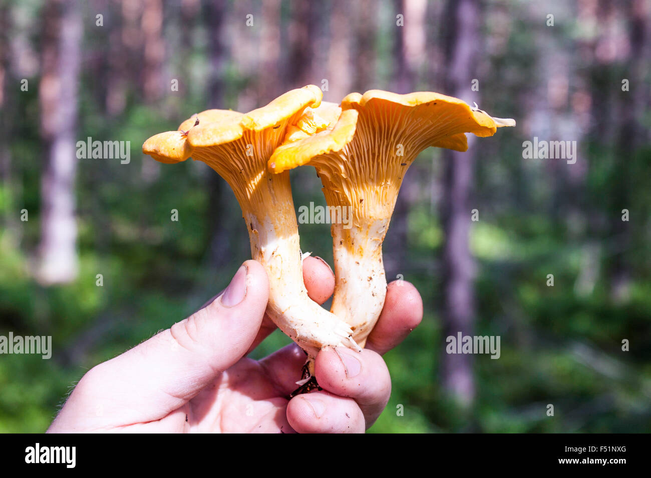 Two chantarelles on a hand between finger tips, in a forrest Stock ...