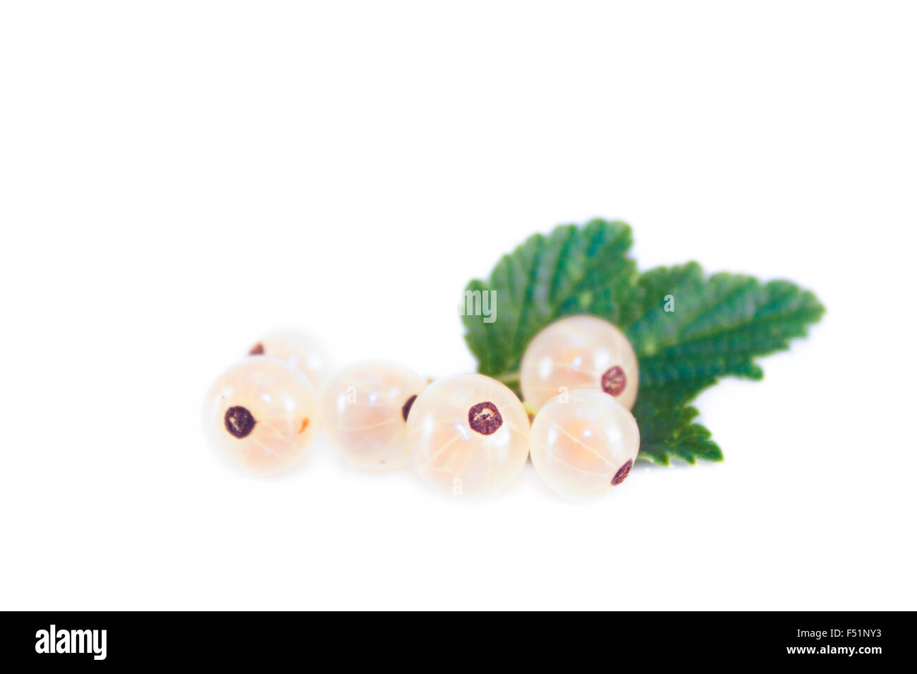 White currant, ribes alba, isolated on white background Stock Photo - Alamy