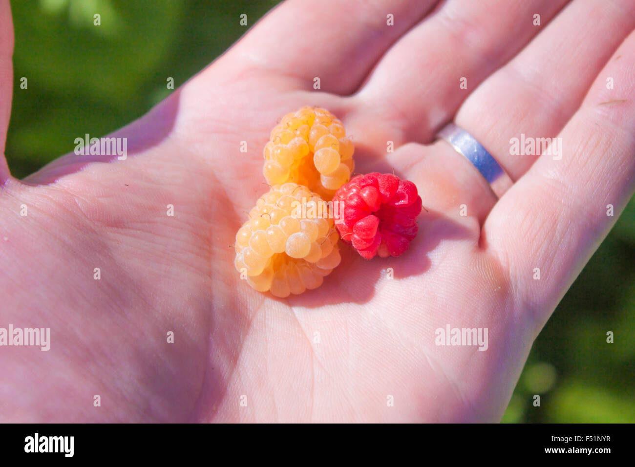 Red and yellow raspberries, Rubus idaeus on a mans hand Stock Photo - Alamy