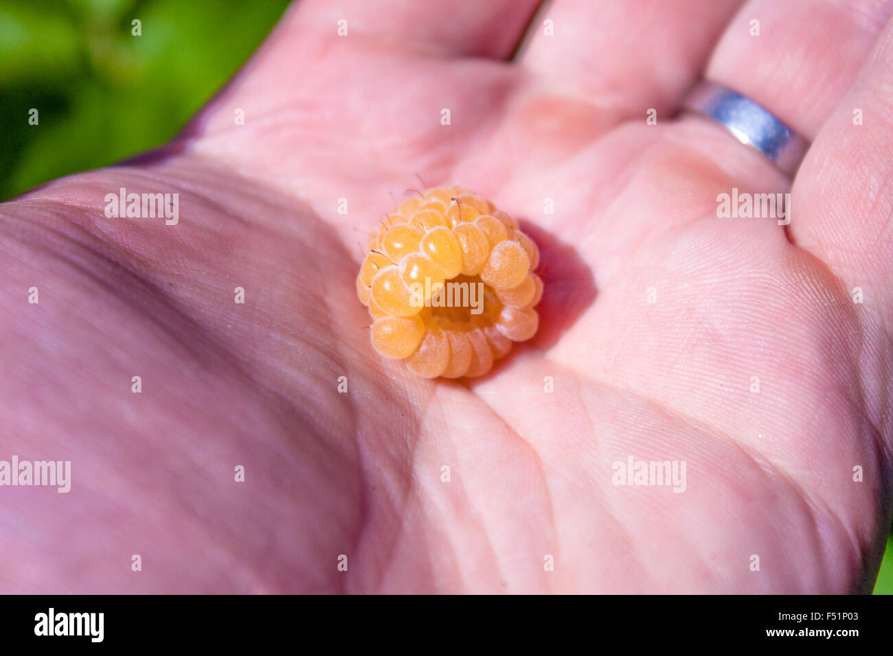 A yellow raspberry, on a mans hand Stock Photo - Alamy
