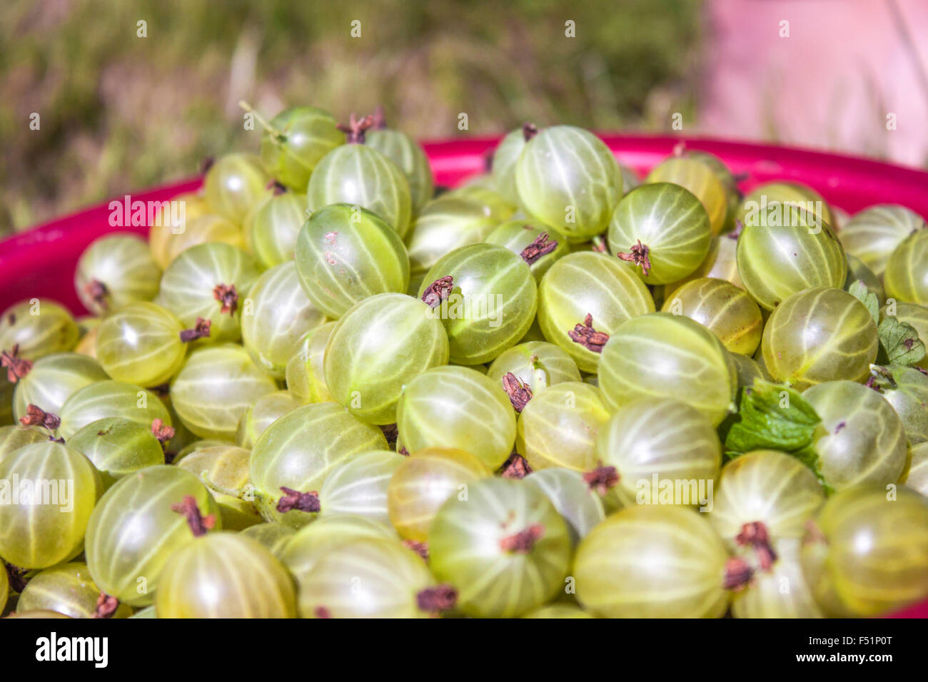 Fresh green sweet gooseberry hi-res stock photography and images - Alamy
