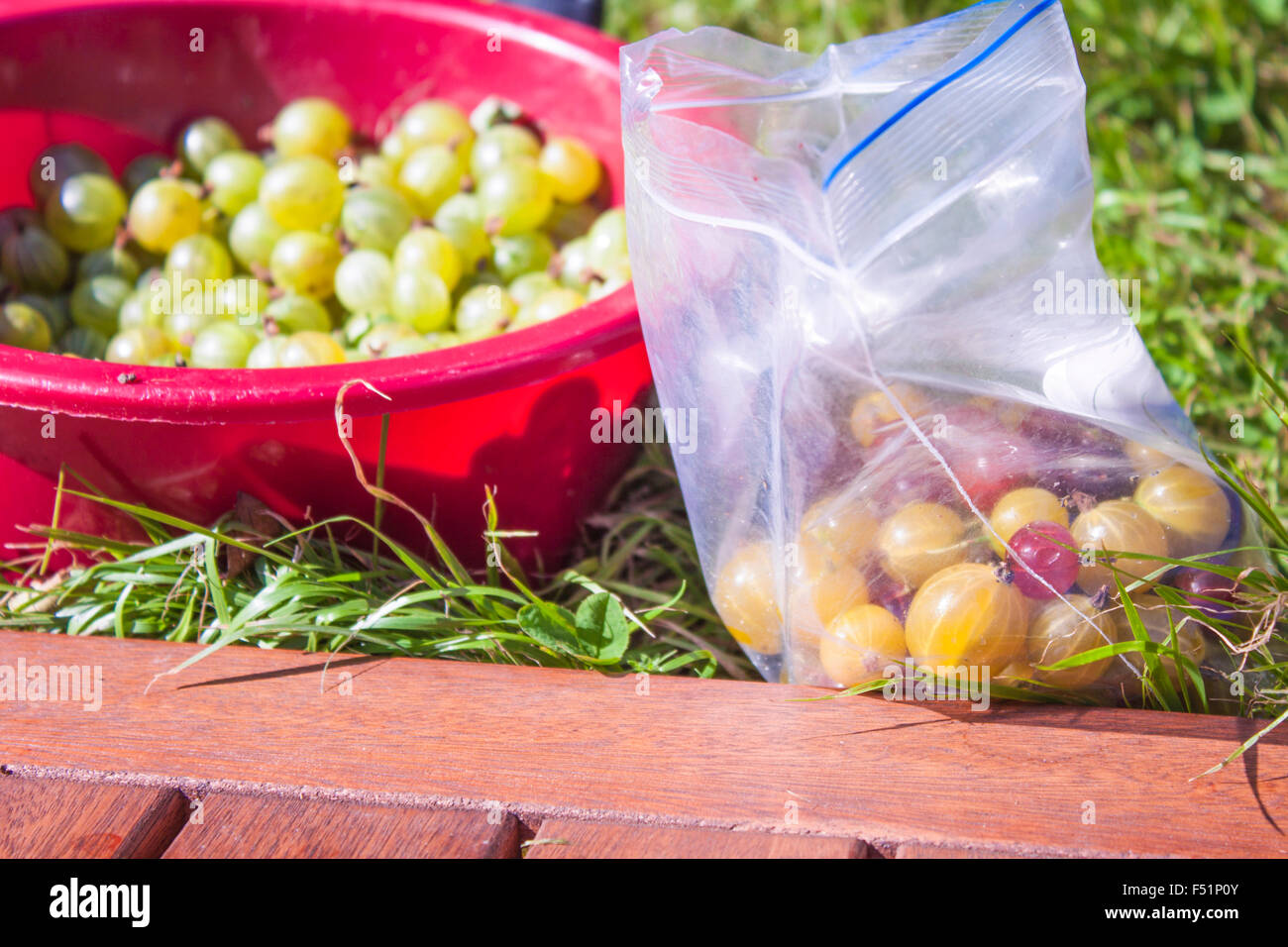 Gooseberry picking hi-res stock photography and images - Alamy