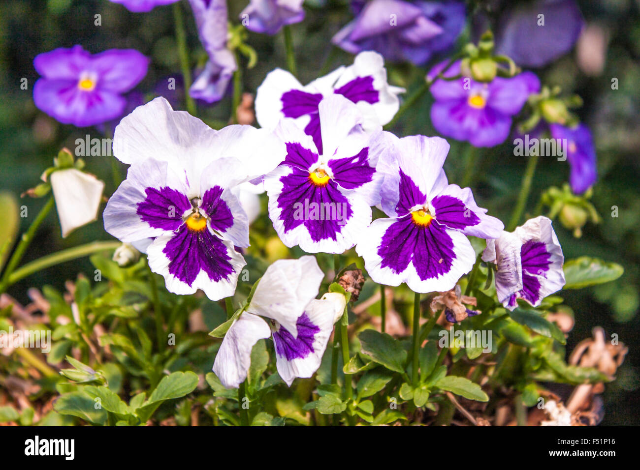 White, purple viola flower, in a garden Stock Photo - Alamy
